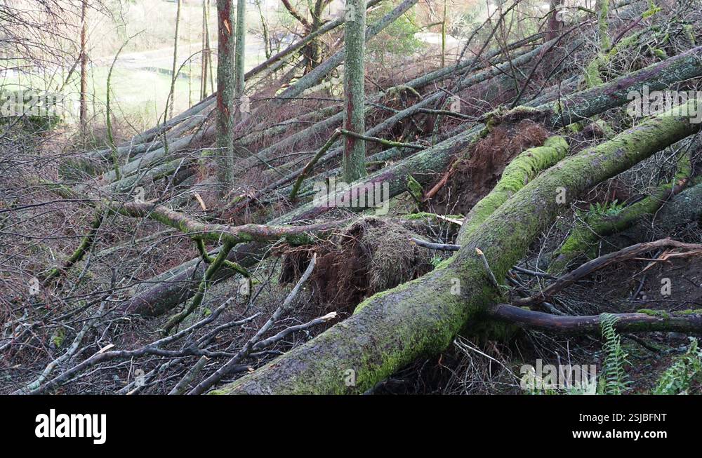 Trees in Ambleside blown over in woodland by Storm Arwen, an extrmely ...