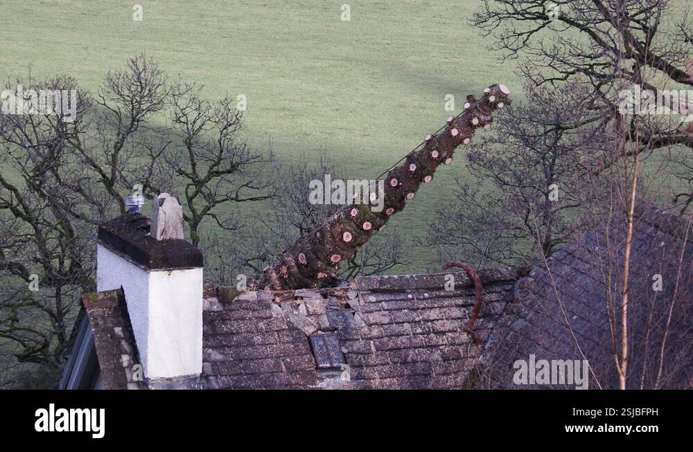 A Monkey Puzzle tree blown onto a house in Ambleside by Storm Arwen, an ...