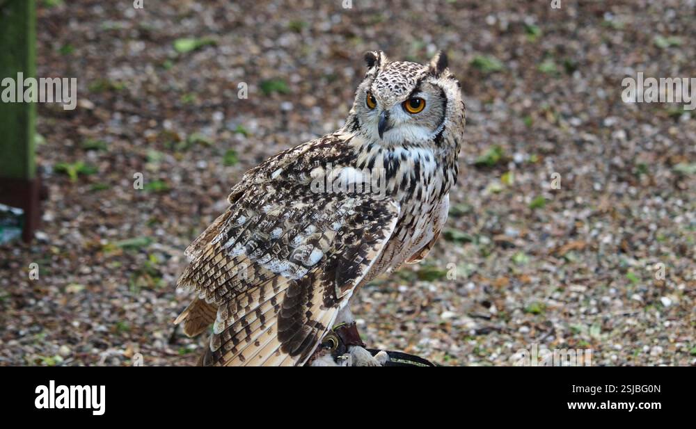 A Eurasian Eagle Owl, Bubo bubo at an owl sanctuary in Lancashire, UK ...
