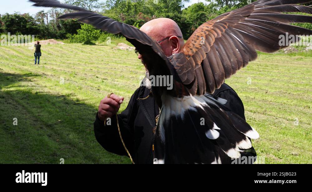A Harris Hawk with a handler at a bird of prey sanctuary in Lancashire ...