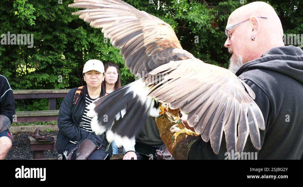 A Harris Hawk with a handler at a bird of prey sanctuary in Lancashire ...