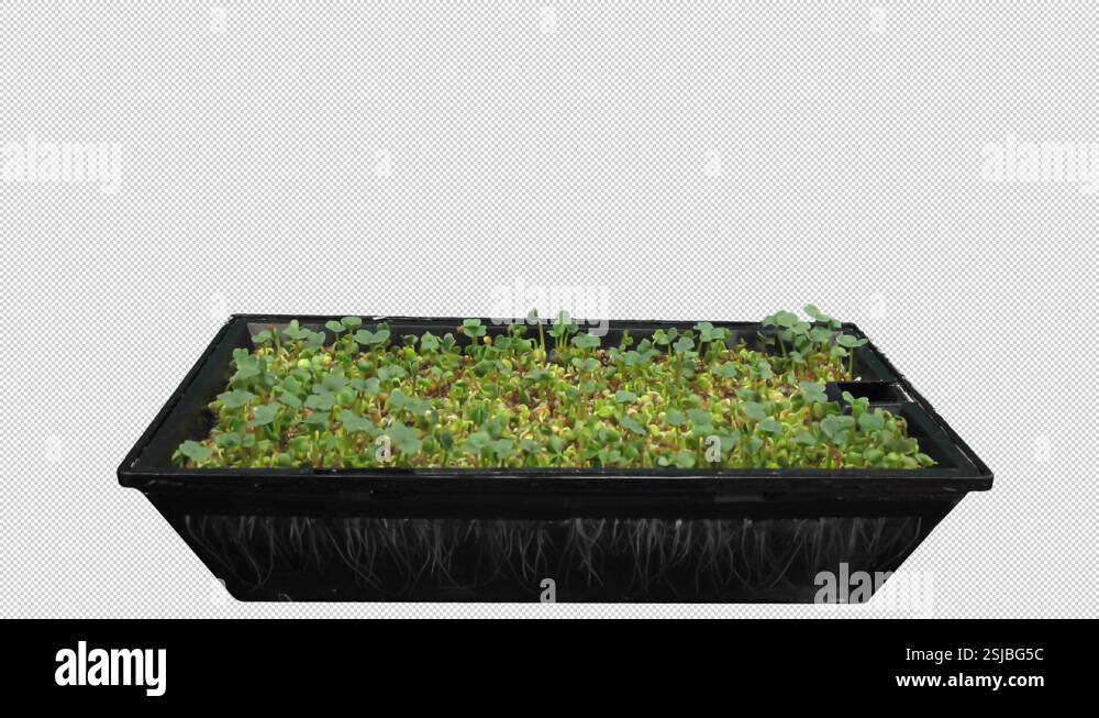 Time lapse of germinating microgreens broccoli seeds with ALPHA channel ...