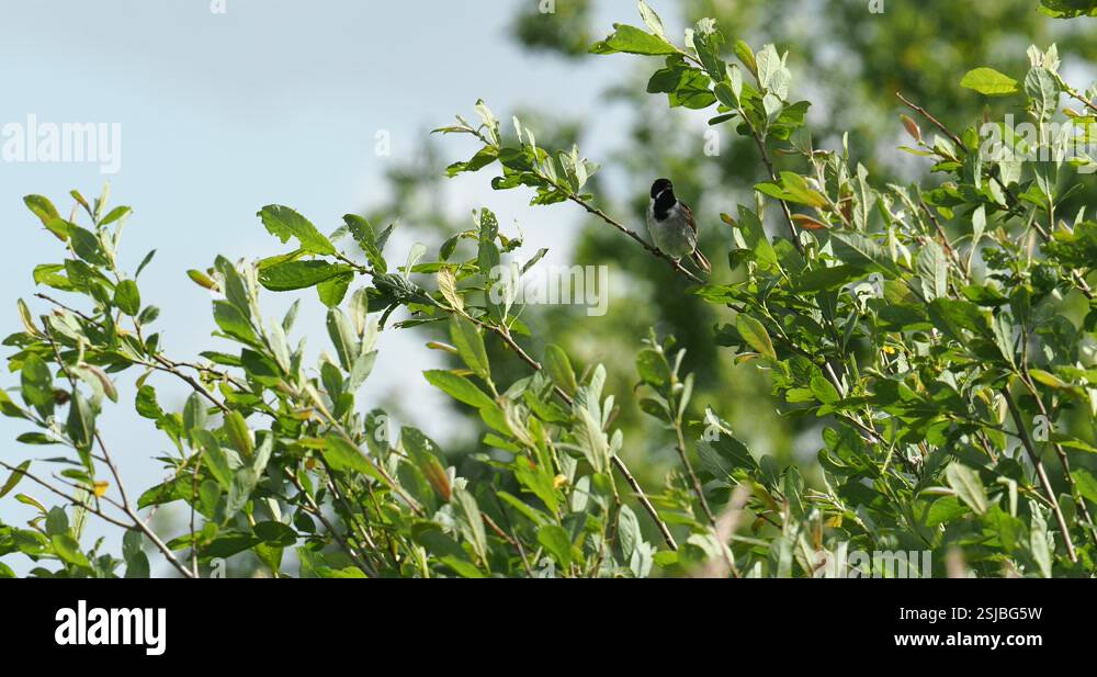 A male Reed Bunting, Emberiza schoeniclus singing in a windy willow ...