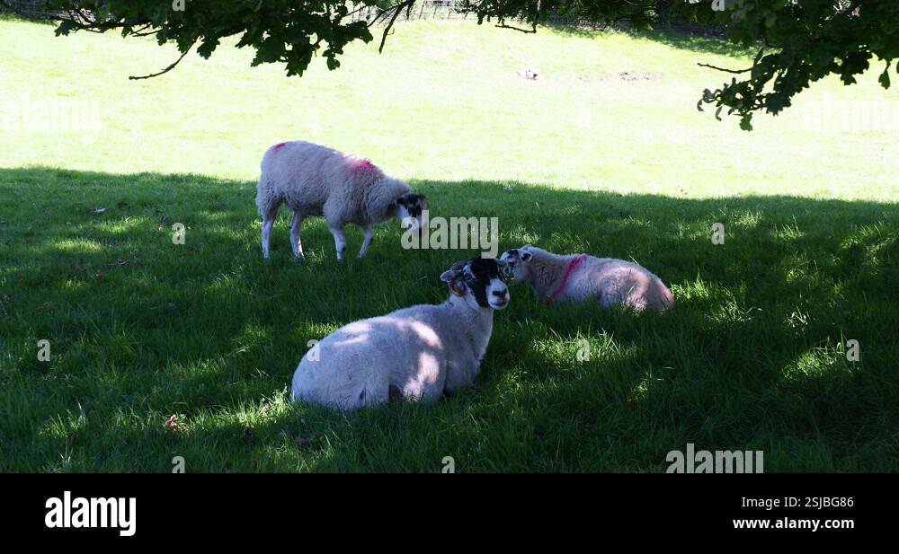Sheep sheltering in the shade of a tree during a heatwave in Windermere ...