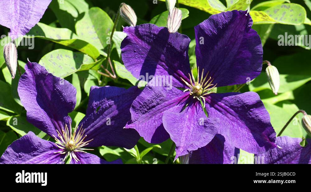 Clematis flowers in Holehird Gardens in Windermere, Lake District, UK ...