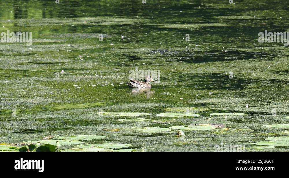 A female Teal; Anas crecca, on Holehird Tarn in Windermere, Lake ...