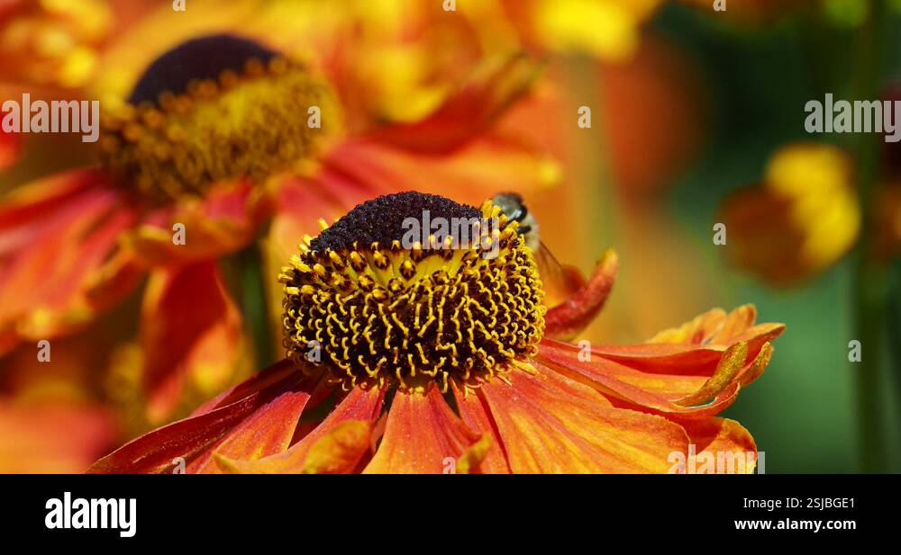 A honey bee gathering pollen with visible pollen sacs on a flower in ...