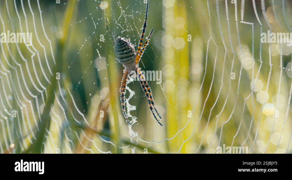 Banded garden spider and web covered in morning dew in a grassy field ...