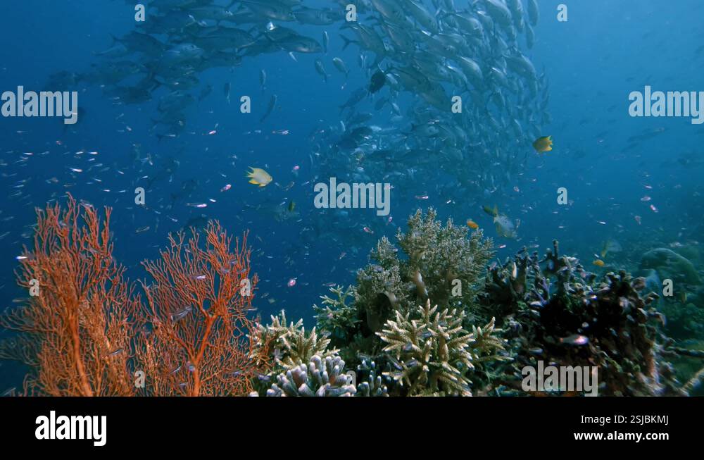 Schooling Jack Fish swimming behind an artificial reef with sunrays ...