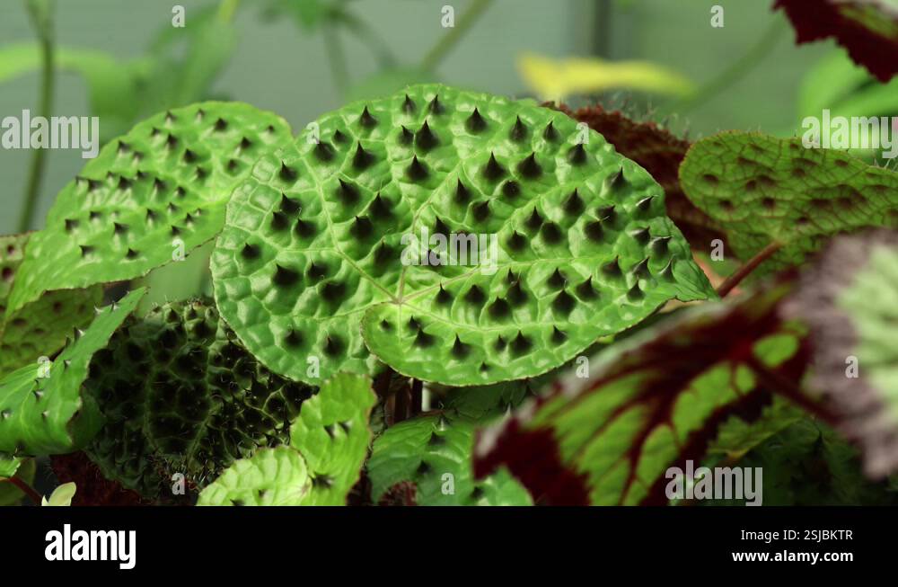 Zoom out camera movement with closer view from a Begonia ferox plant ...