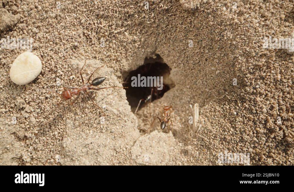 Sunny morning in the ant's sand house, top view macro Stock Video ...