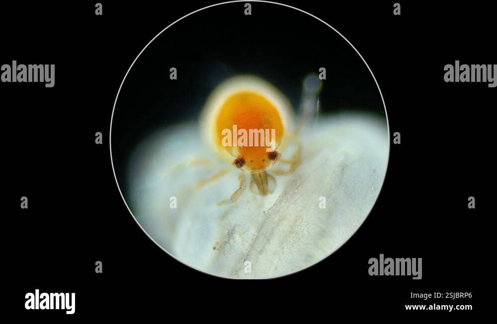 Larva mite Hydrachnidia stuck to Hydrophilidae larva under a microscope ...