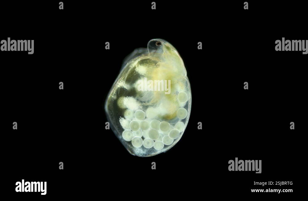 Water flea Daphnia Simocephalus vetulus under a microscope, Daphniidae ...