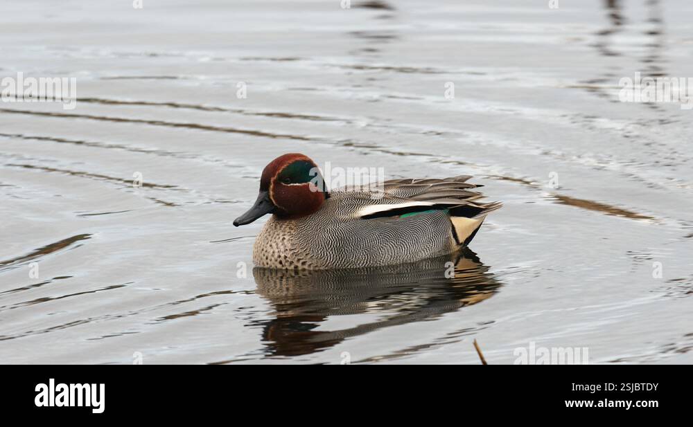 Drake teal Stock Videos & Footage - HD and 4K Video Clips - Alamy