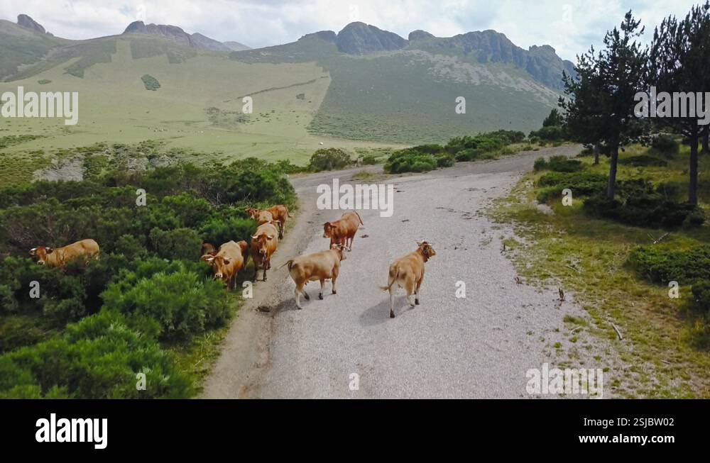 Brown cows grazing near a country road. Picos de Europa, Spain, crane ...