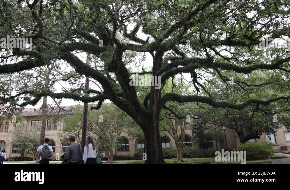 Louisiana state tree Stock Videos & Footage - HD and 4K Video Clips - Alamy