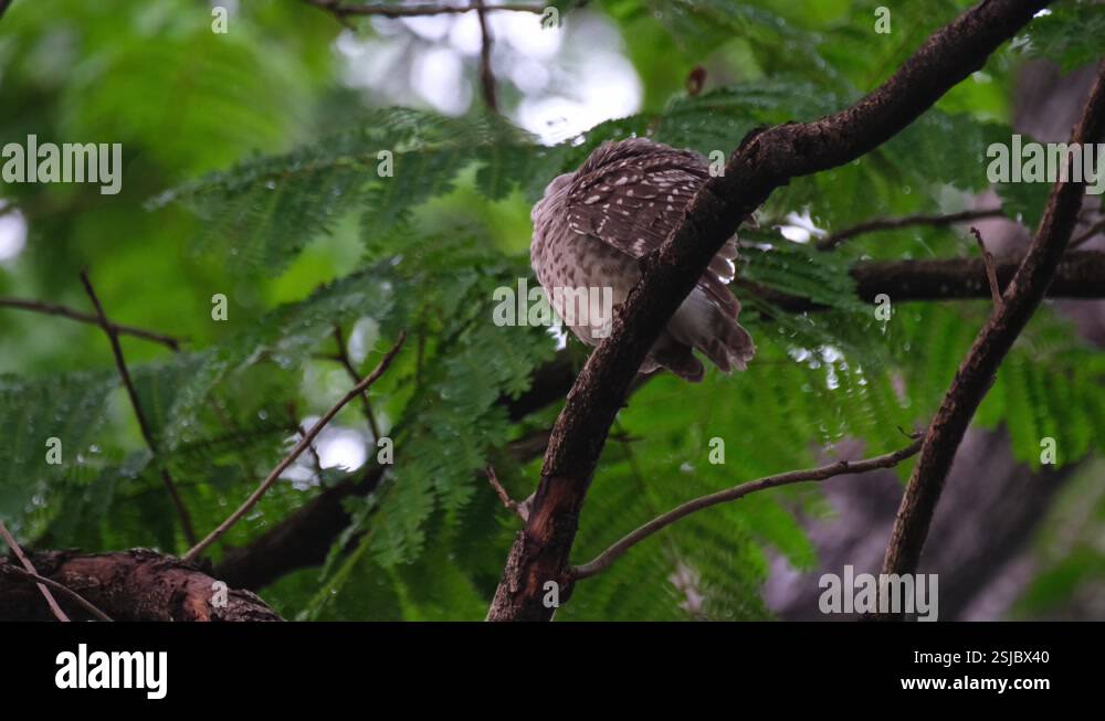 Suddenly turns its head to its left to preen its wing and back then its ...