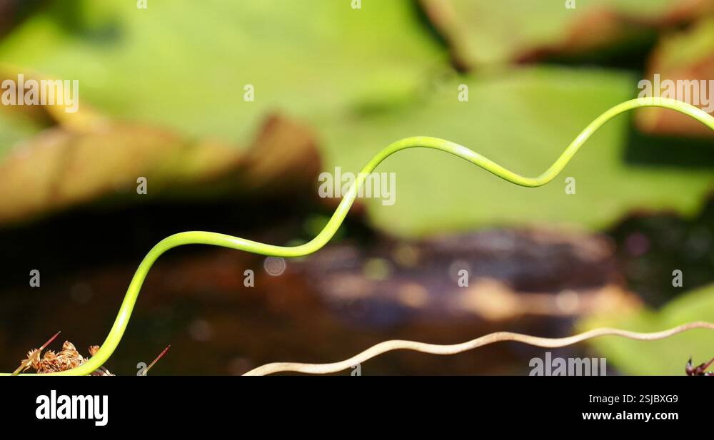 A corkscrew sedge plant in a pond in a garden in Clitheroe, Lancashire ...