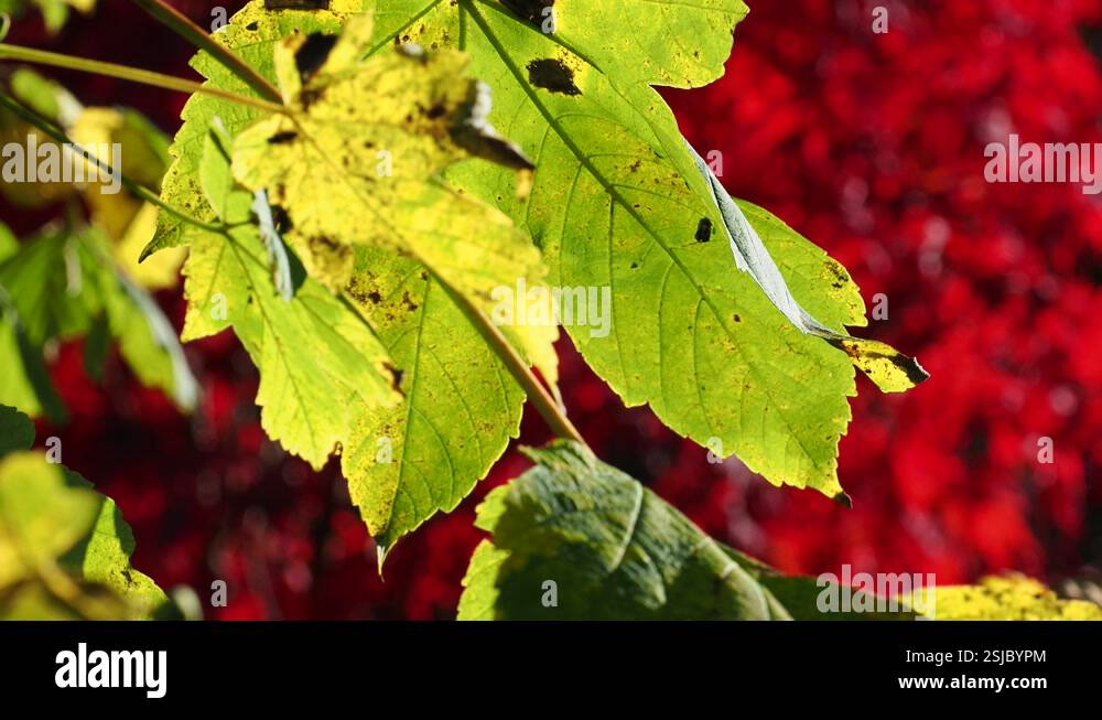 Autumn colours of a Hazel Tree infront of a Japanese Maple in Ambleside ...