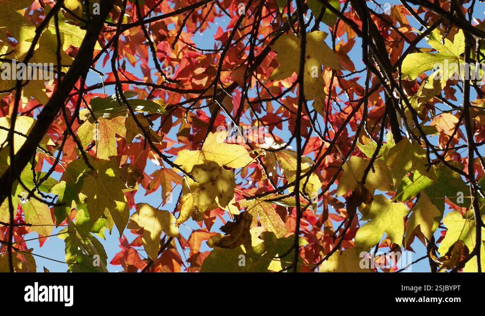 Autumn colours of Acer leaves backlit by the sun in Ambleside Lake ...
