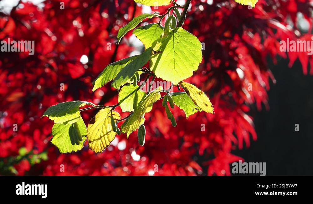 Autumn colours of a Hazel Tree infront of a Japanese Maple in Ambleside ...