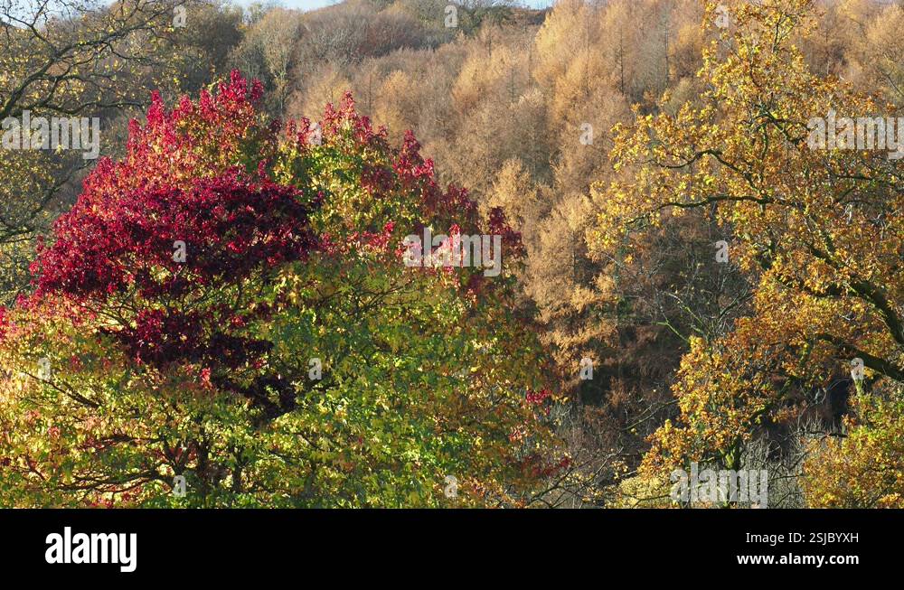 Autumn colours of an Acer tree in Ambleside park with Oak and Larch ...