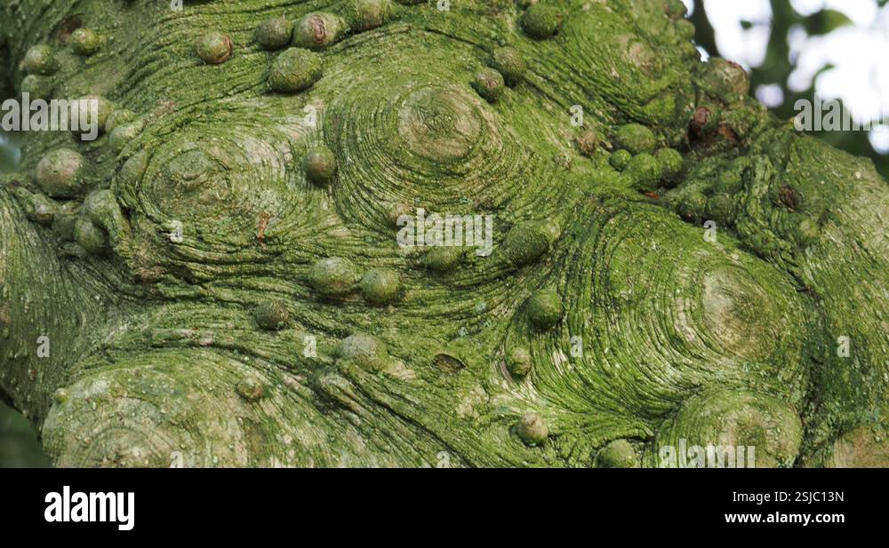 Wart like structures on a Holly tree in Holehird Gardens, Windermere ...