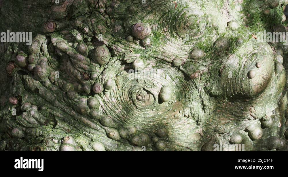 Holly bark Stock Videos & Footage - HD and 4K Video Clips - Alamy