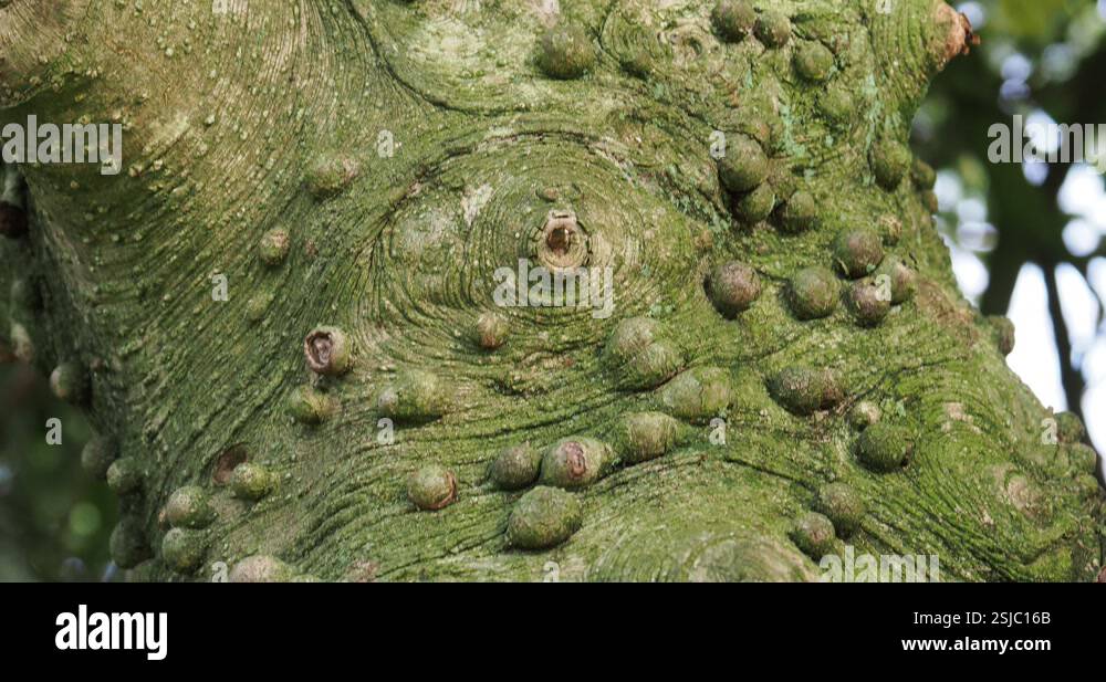 Wart like structures on a Holly tree in Holehird Gardens, Windermere ...