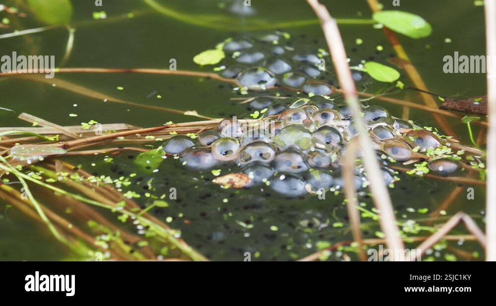 Frogs spawn in a garden pond in Spring, Ambleside, Lake District, UK in ...