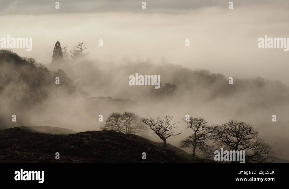 Looking over mist shrowded woodland from Wansfell above Ambleside, Lake ...