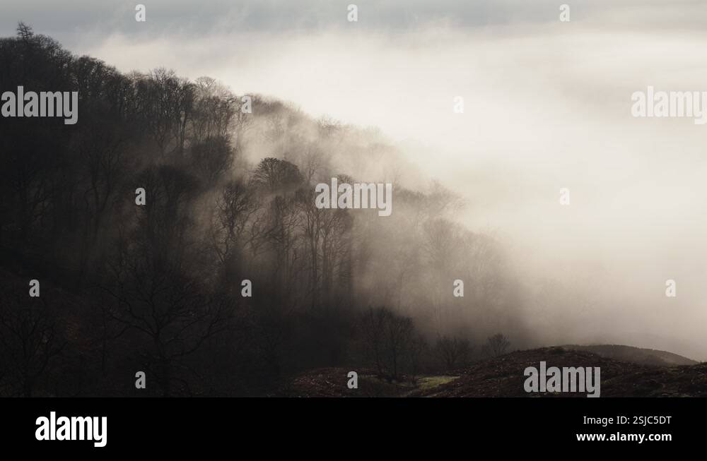 Looking over mist shrowded woodland from Wansfell above Ambleside, Lake ...