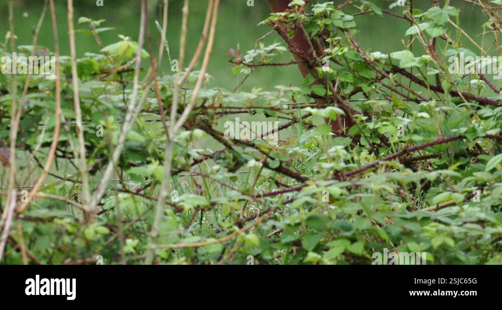 Bramble patch Stock Videos & Footage - HD and 4K Video Clips - Alamy