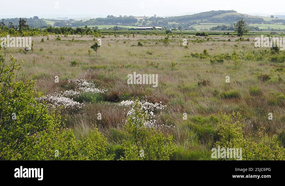 Foulshaw Moss a lowland raised peat bog, which as well as being a ...