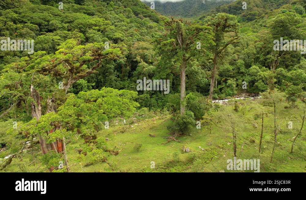AERIAL: Stunning ancient trees growing in rainforest of Panamanian ...