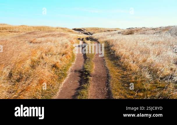 Vast prairie with long grass blowing in the wind. Autumn yellow grass ...