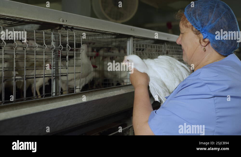 Poultry farming farmer cage Stock Videos & Footage - HD and 4K Video ...