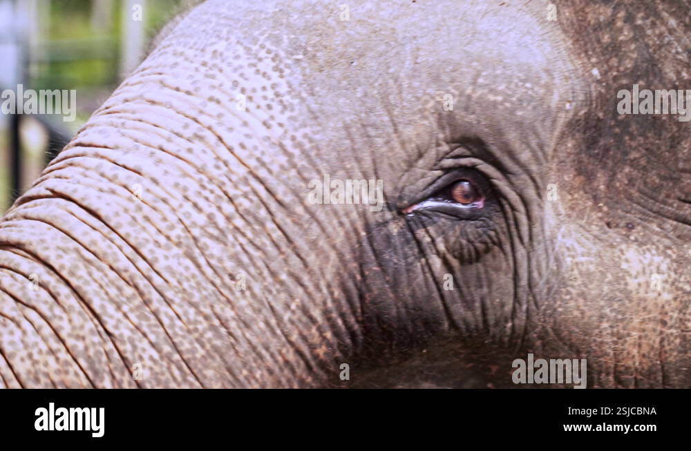 Eye and ear of asian elephant with wrinkled grey skin turning its head ...