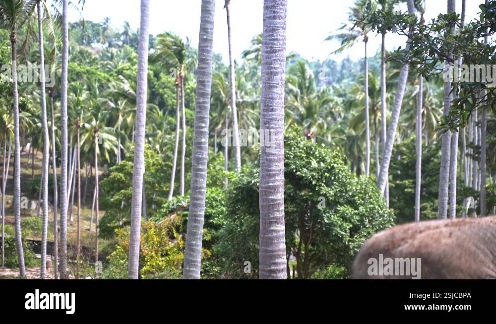 Asian elephant throwing dirt on its head in palm tree jungle, Thailand ...