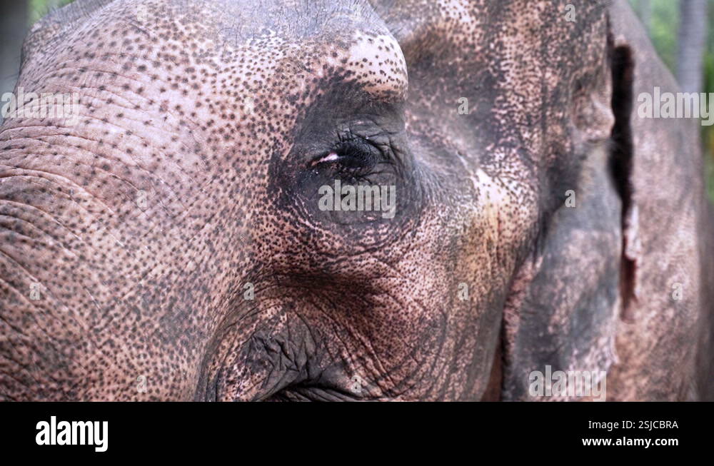 Wrinkled face of tired asian elephant slowly closing his sleepy eye ...