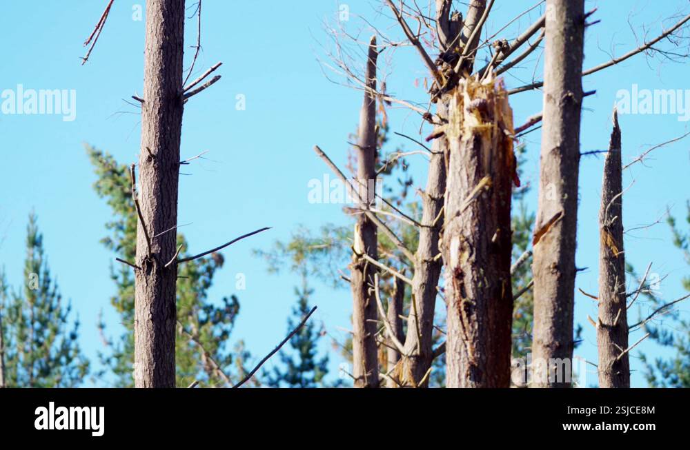 Pine trees damaged by cyclone. Natural disasters due to climate change ...
