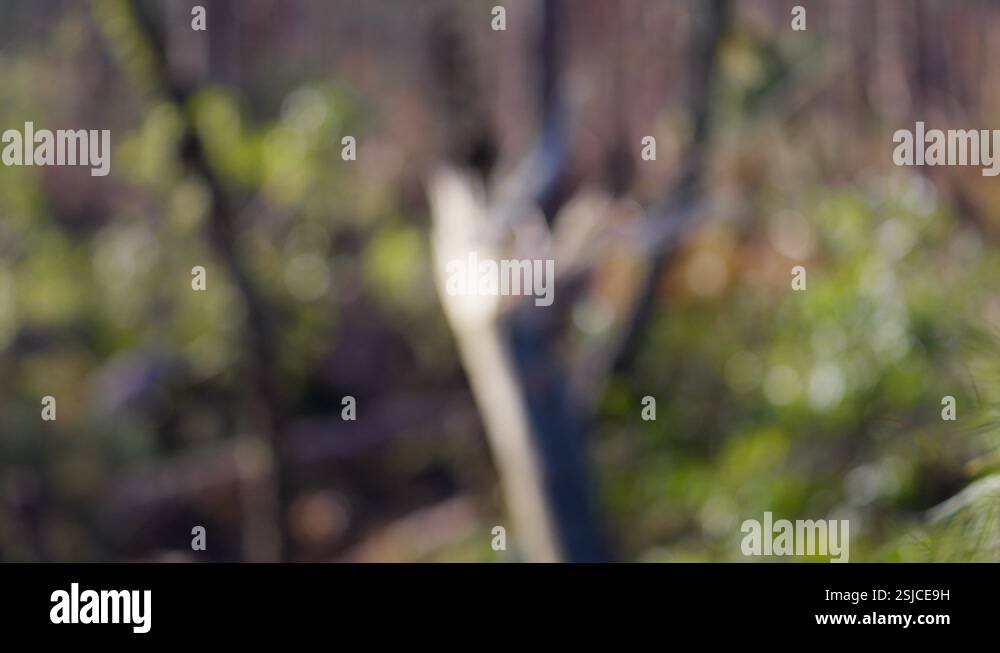 Pine trees damaged by cyclone. Natural disasters due to climate change ...
