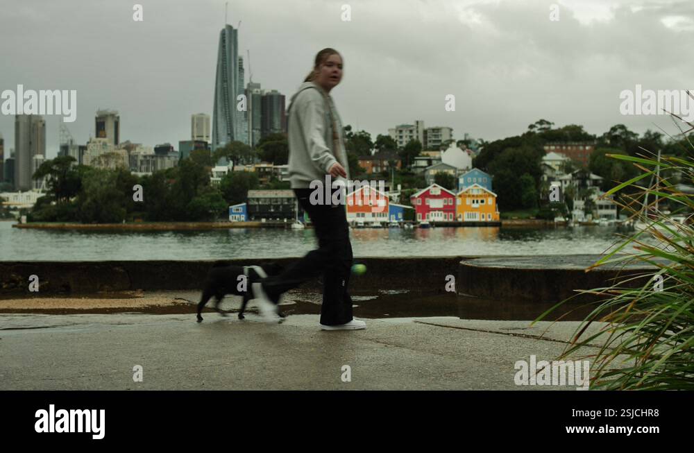 A dog walker in Balmain with Sydney cityscape background 4K Stock Video ...