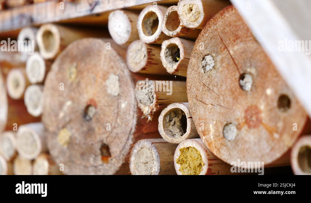 Bamboo tubes Stock Videos & Footage - HD and 4K Video Clips - Alamy