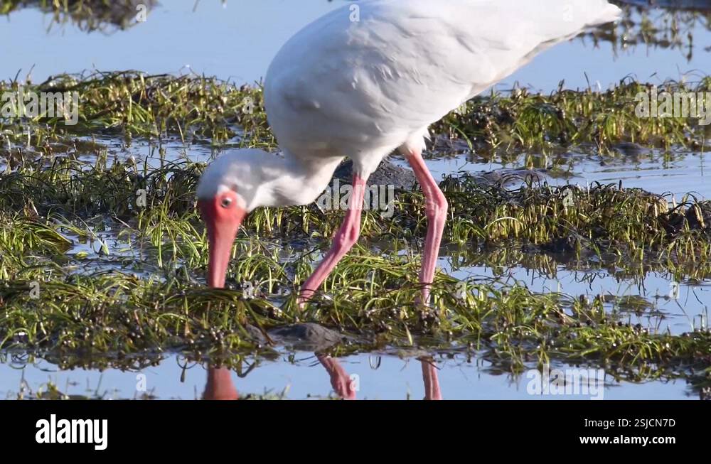 White Ibis, Eudocimus albus feeding with their beaks in the mud looking ...