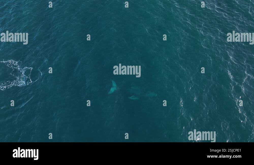 Humpback Whale Swimming In The Blue Pacific Ocean; Aerial Birds Eye ...