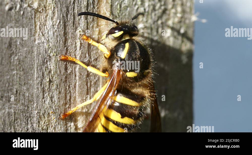 A wasp chewing wood on a balcony in Ambleside to make its nest Stock ...