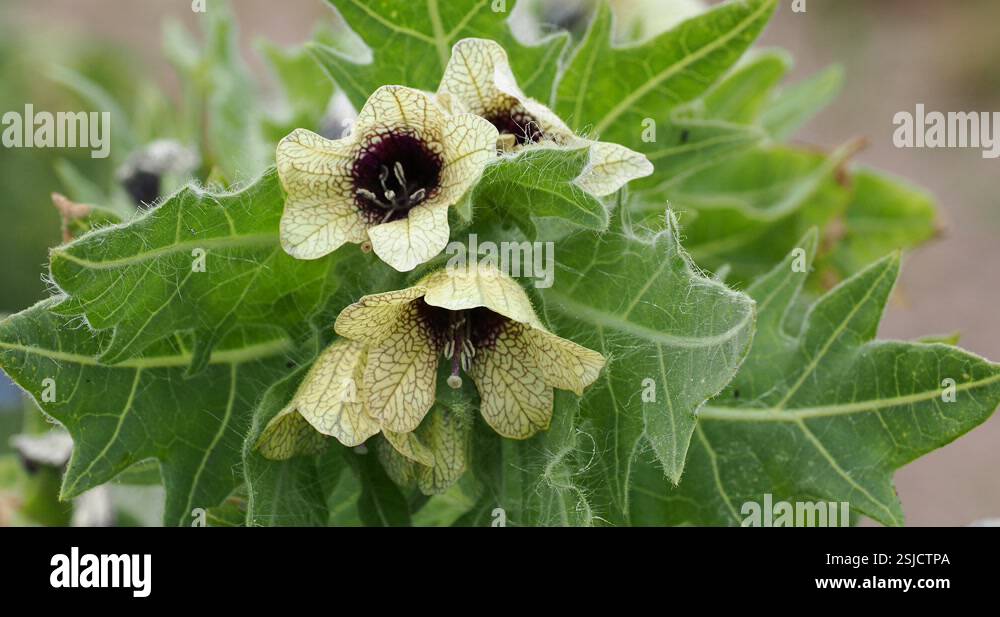 Henbane, Hyoscyamus niger a highly poisonous wildlfower on Walney ...