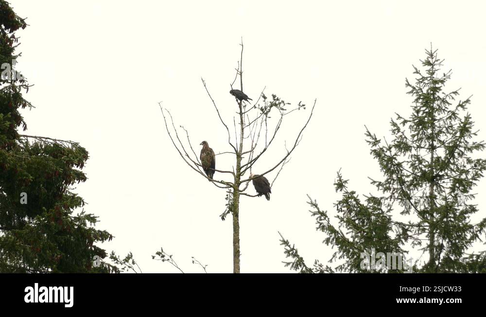 Eagles And Common Raven Perching On Leafless Tree In British Columbia ...