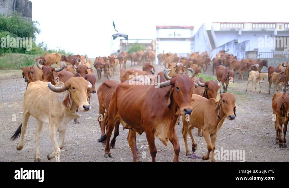 Real time shot of red gir cows breed cattle going for grazing in ...